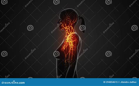 Anatomical Structure Of The Female Lymphatic System Royalty Free Stock