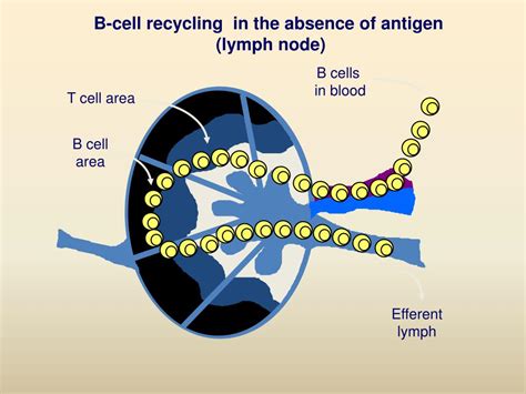 Ppt B Cell Powerpoint Presentation Free Download Id6044289