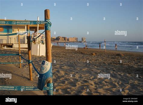 Turtle Nest Loggerhead Sea Turtle Nesting Site Special Constructions