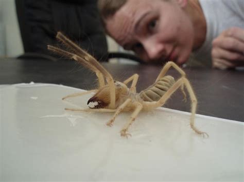 Camel Spiders With Soldiers