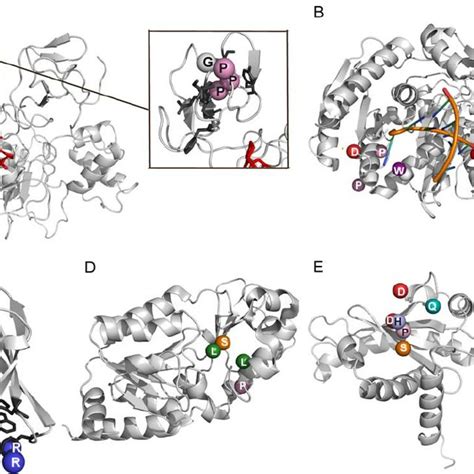 Overview Of The Method A A Training Dataset Of Proteinpeptide