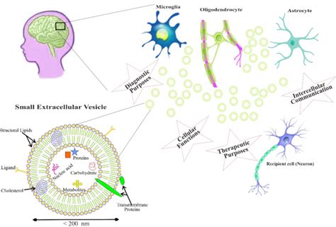 The Role Of Small Extracellular Vesicles Derived From Glial Cells In
