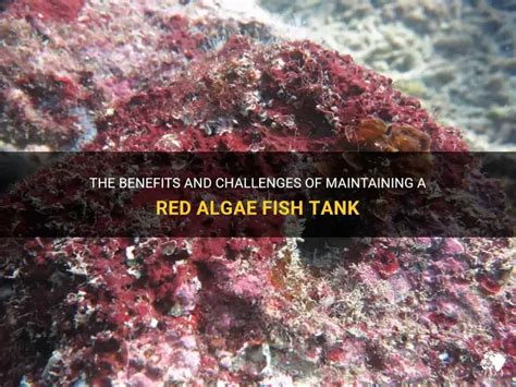 The Benefits And Challenges Of Maintaining A Red Algae Fish Tank Petshun