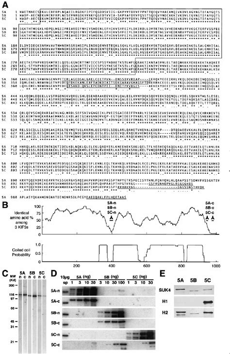 Kif5b Gene Semantic Scholar