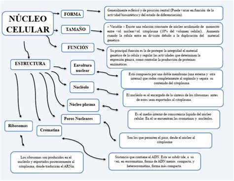Mapa Conceptual Del Nucleo Celular 2 Pdf Nucleo Celular Citoplasma