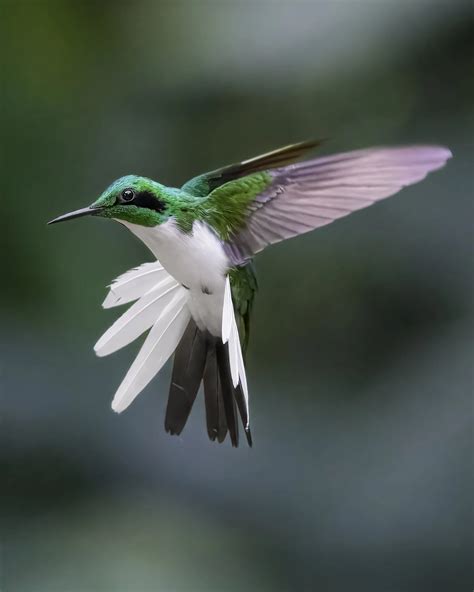 Black Eared Fairy — Anthony Lujan