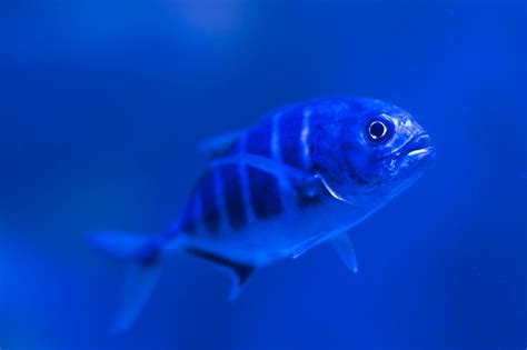Silver Fish Photo Free Blue Image On Unsplash