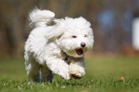Coton De Tulear Temperament All You Need To Know Price Puppies