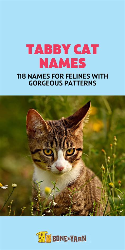 Tabby Cat Names 118 Names For Felines With Gorgeous Patterns Artofit