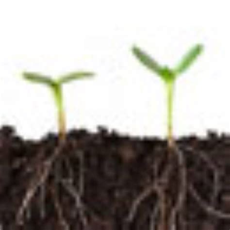 واکنش جوانه زنی و رشد گیاهچه به تنش شوری به 24 ژنوتیپ نخود خشک ایرانی