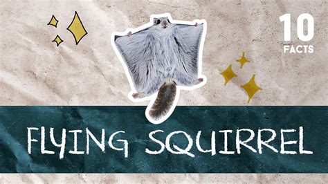 10 Facts About Flying Squirrel Youtube