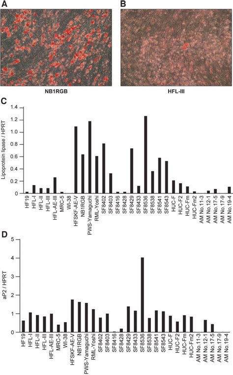 Adipogenic Differentiation A B Oil Red O Staining Of The Cells