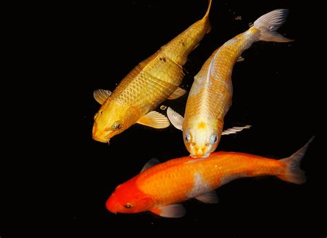 Fotos Gratis Naranja Pescado Kicarpato Pez De Colores Koi Carpa