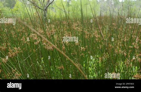 Bulrush And Grass Stock Videos And Footage Hd And 4k Video Clips Alamy