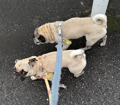 裸族でお散歩ロピア まゆっちのブログ