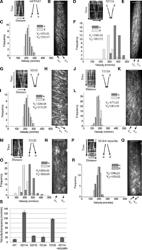 Kymograph Analysis Of Bidirectional Movement Of Cesa Complexes In The