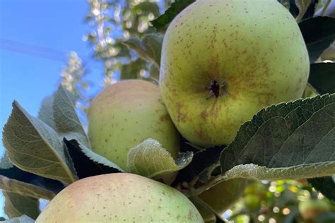 La Mela Renetta Cofruits Protagonista Del Natale Gusto Salute E Tradizione Da Portare In