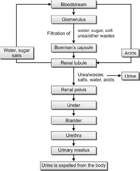 Urinary System Flow Chart