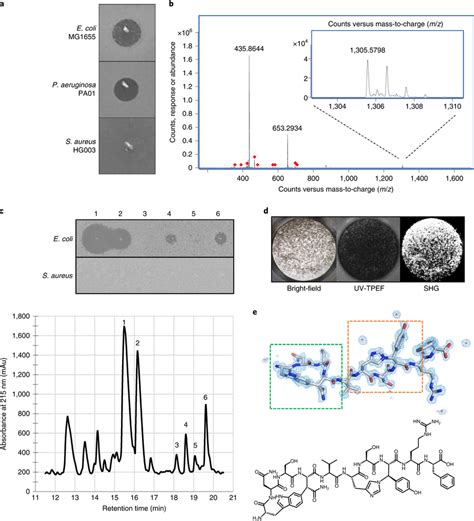 Identification Of Dynobactin A From P Australis A Lawn Bio Assay Of Download Scientific