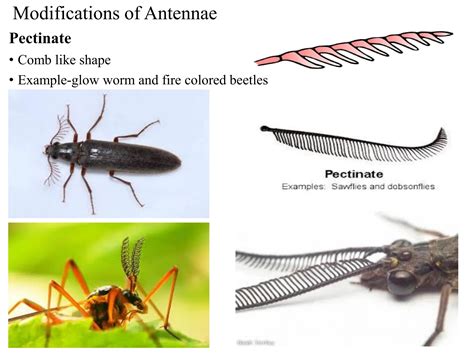Insect Morphology Insect Morphology Insect Morphology Pdf