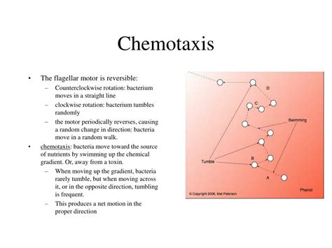 Ppt Bacterial Structure Powerpoint Presentation Id202455