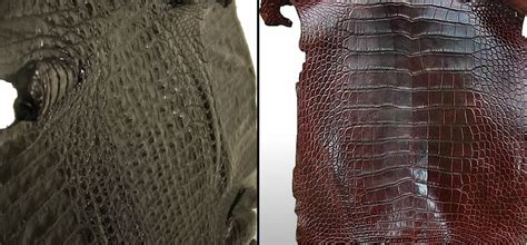 Alligator Vs Crocodile Leather Whats The Difference Leatherprofy