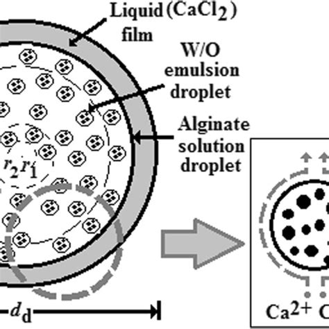 Schematics Of The Diffusion Reaction Of Ca²⁺ Cations In An Alginate