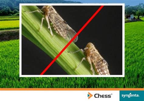 How To Control Brown Planthopper Syngenta