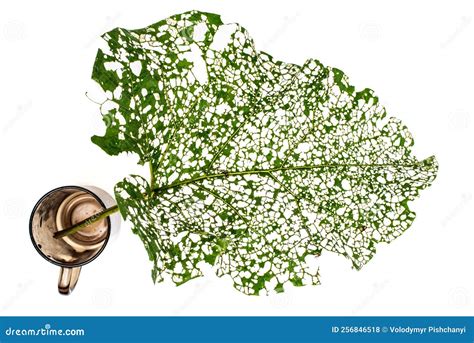 Agricultural Pests Damaged Leaves With Holes As A Diseased Plant