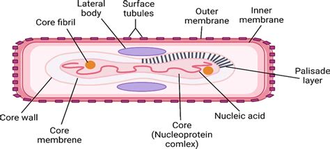 Structure Of Monkeypox Virus Human Mpx Is An Enveloped Dsdna Mpxv