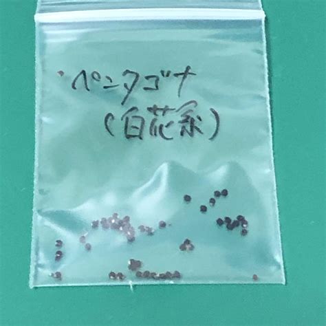 【種子】ロホホラ 烏羽玉 ペンタゴナ By メルカリ