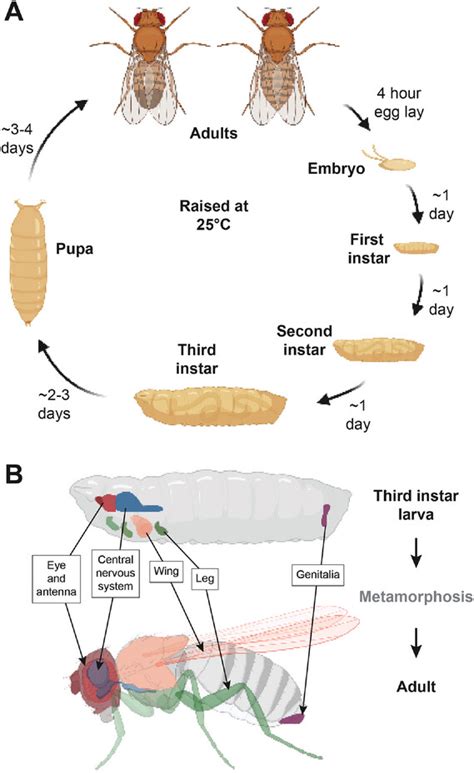 Fruit Fly Larvae Stages