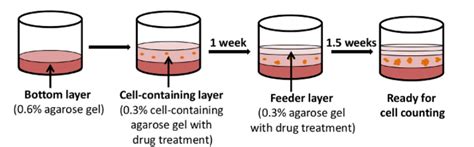 细胞功能性实验∣克隆形成实验
