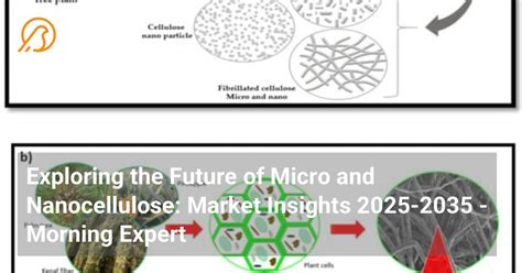 Exploring The Future Of Micro And Nanocellulose Market Insights 2025