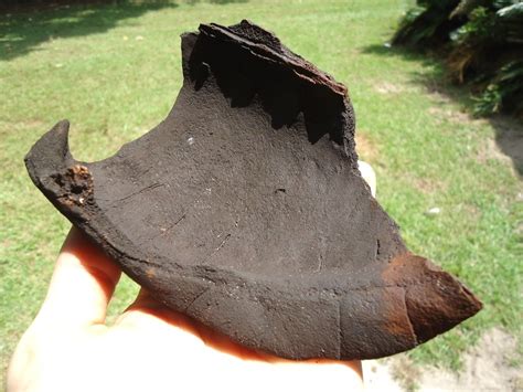 Large Section Of Extinct Giant Box Turtle Shell Recently Sold