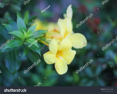 Bunga Loceng 5 Images Photos Et Images Vectorielles De Stock Shutterstock