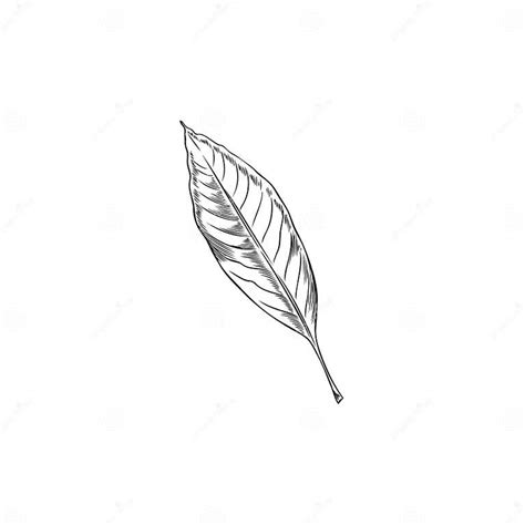 Hand Drawn Monochrome Almond Leaf Sketch Style Vector Illustration