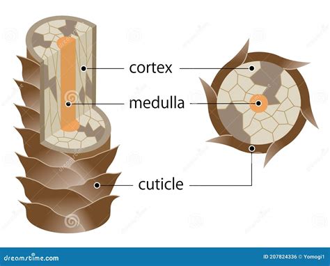 Medulla Hair Shaft Structure
