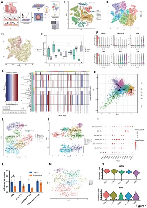 Single Cell Transcriptomic Analysis Deciphers Key Transitional
