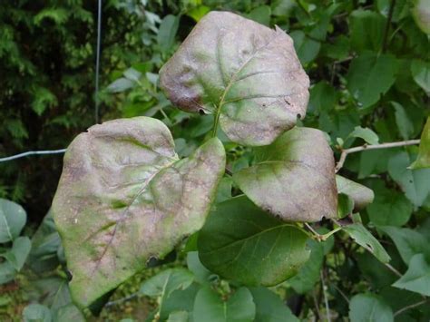 Daños Y Efectos De Las Pseudomonas En Las Plantas Síntomas Prevención
