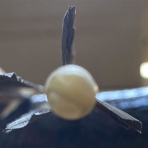 弓道 竹矢 矢筒 ケース付き 鷲羽 矢4本 甲矢2本・乙矢2本 メルカリ