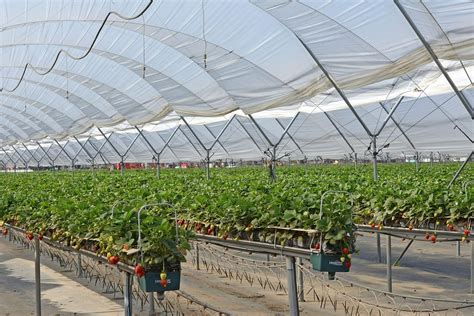 Growing Substrate Haygrove Distribution Australia Pty Ltd