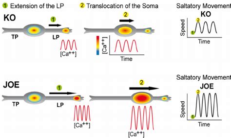 Opc Migration And Ca Transients Download Scientific Diagram