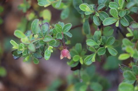 Dodonaea Dodecandra · Inaturalist United Kingdom