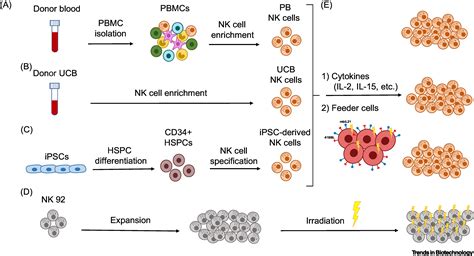 Process Engineering Of Natural Killer Cell Based Immunotherapy Trends In Biotechnology