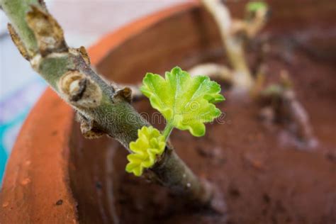 Planting Tree Stock Image Image Of Tree Plant Nature 58520369