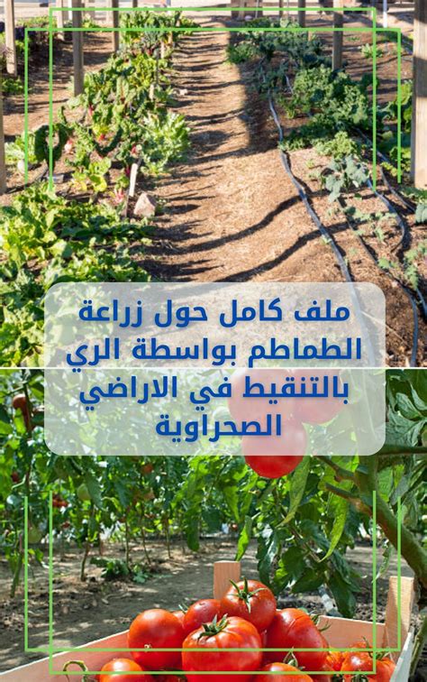 كتاب ملف كامل حول زراعة الطماطم بواسطة الري بالتنقيط في الاراضي الصحراوية