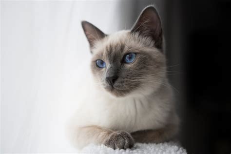 Thai Cat Breed