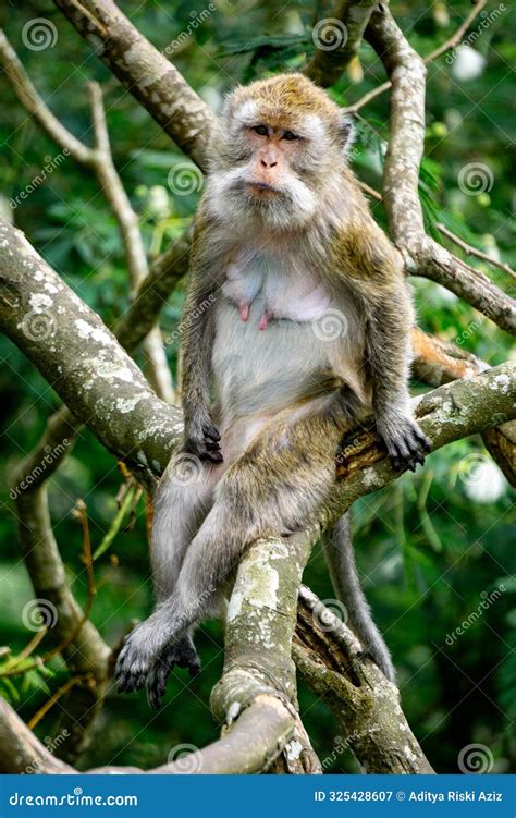 Macaca Fascicularis Monyet Kra Kera Ekor Panjang Monyet Ekor Panjang
