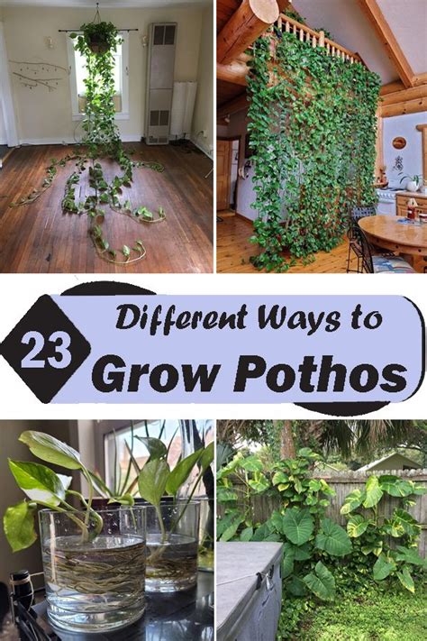 23 Different Ways To Grow Pothos Indoor Plant Trellis Indoor